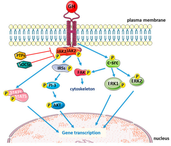 The Role of Growth Hormone in Mesenchymal Stem Cell Commitment