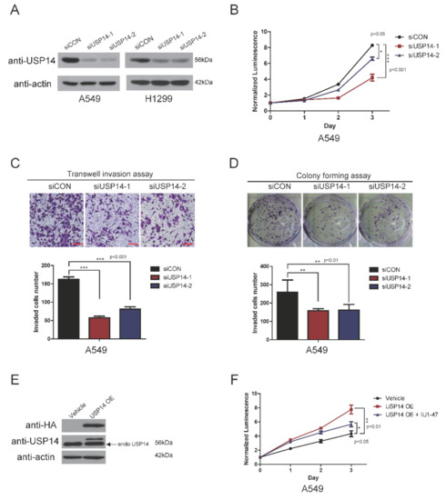 USP14 Inhibition Regulates Tumorigenesis by Inducing Autophagy in Lung ...