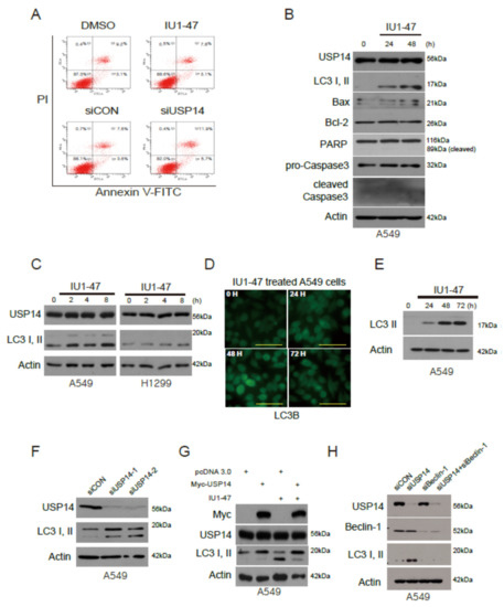 USP14 Inhibition Regulates Tumorigenesis by Inducing Autophagy in Lung ...