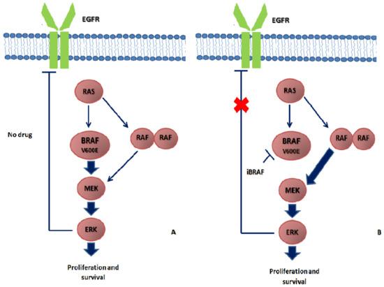 BRAF-Mutated Colorectal Cancer: Clinical and Molecular Insights