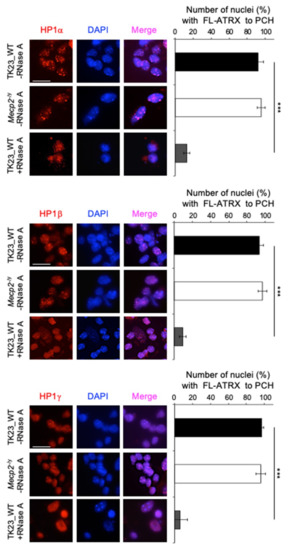 ATRX Contributes to MeCP2-Mediated Pericentric Heterochromatin ...