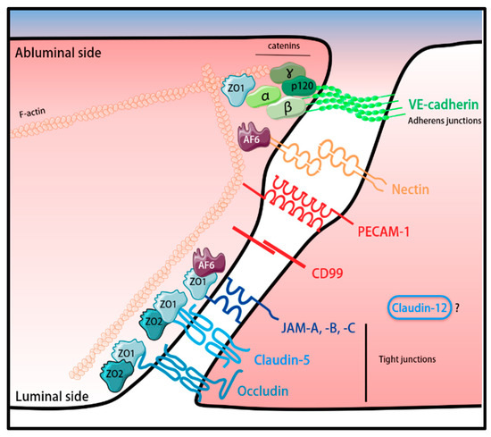 Structure and Junctional Complexes of Endothelial, Epithelial and Glial ...