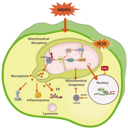 The Pathogenesis of Sepsis and Potential Therapeutic Targets