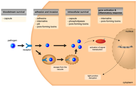 Virulence Factors of Meningitis-Causing Bacteria: Enabling Brain Entry ...