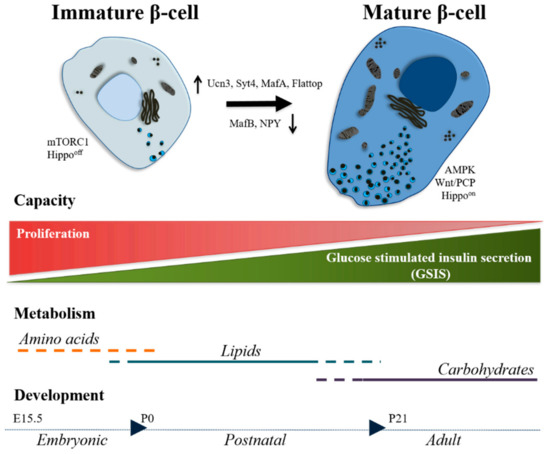 β-Cell Maturation and Identity in Health and Disease
