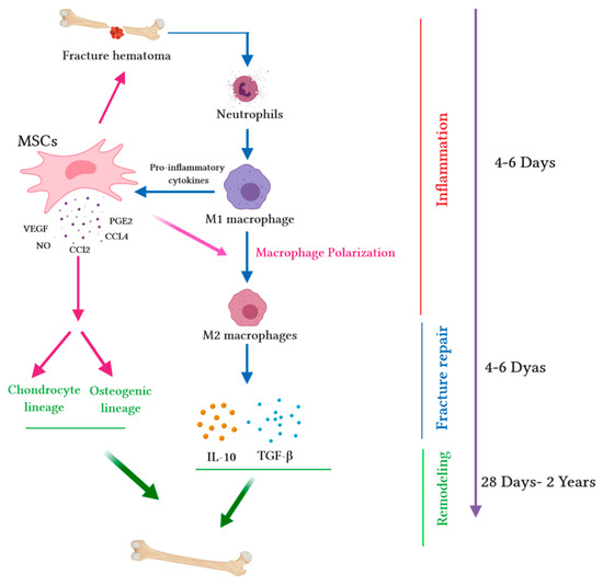 Immunomodulatory Effects of MSCs in Bone Healing