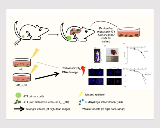 IJMS | Free Full-Text | N-Dihydrogalactochitosan Potentiates the ...