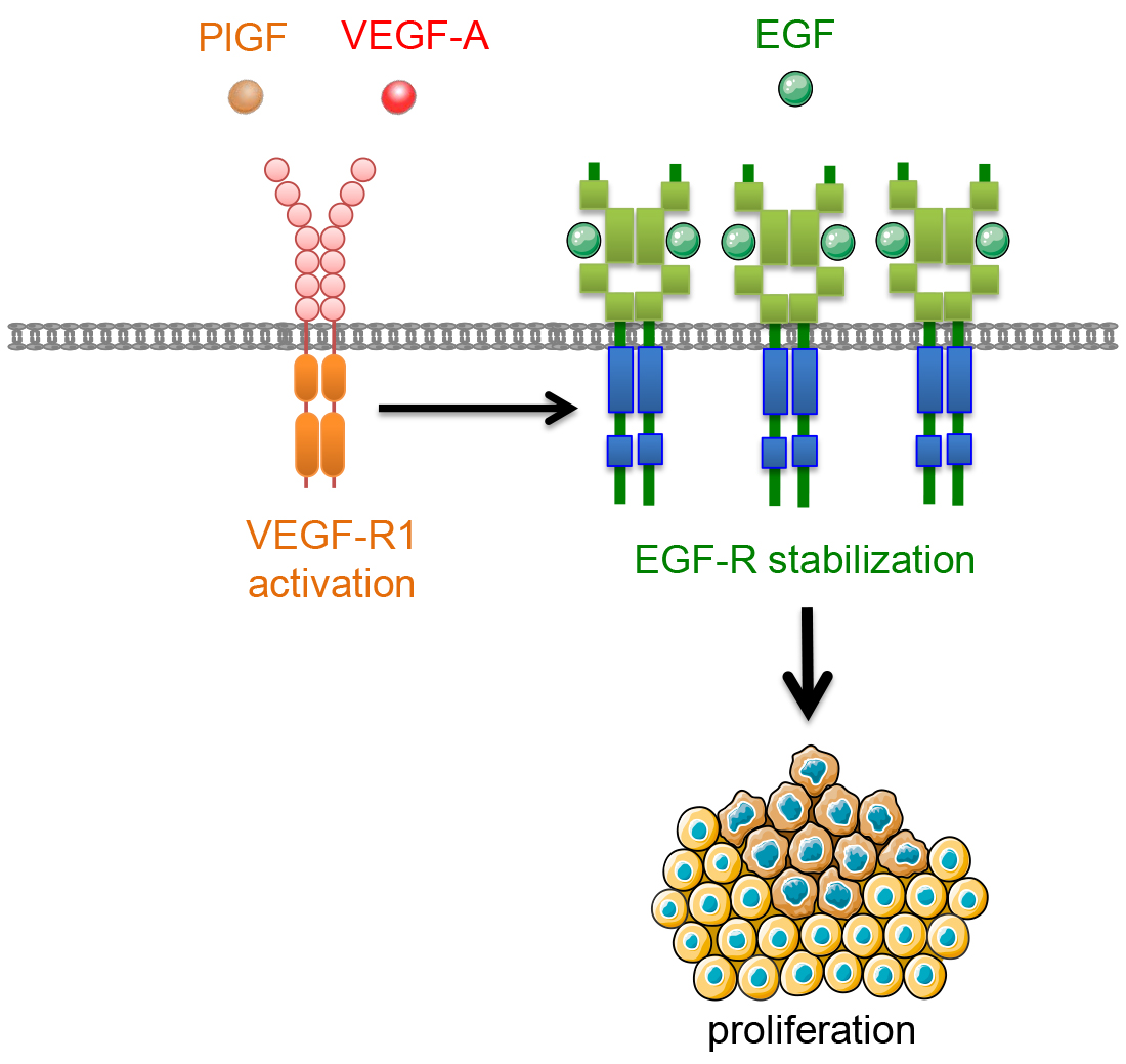 IJMS | Free Full-Text | VEGFR-1 Regulates EGF-R to Promote ...