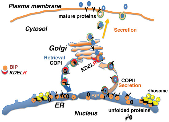 Pathogenic Effects of Impaired Retrieval between the Endoplasmic ...