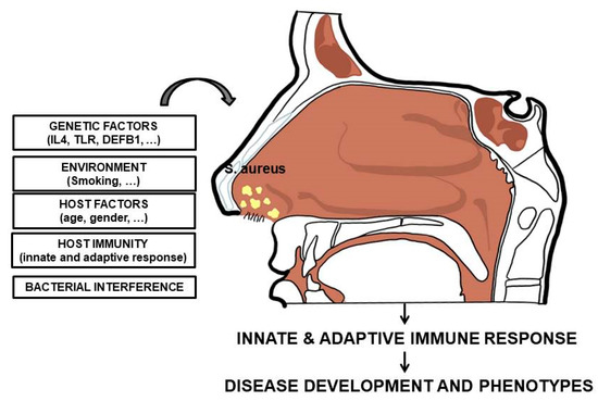 Staphylococcus aureus Nasal Carriage and Autoimmune Diseases: From Pathogenic Mechanisms to ...