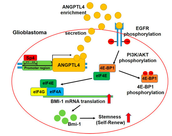 ANGPTL4 Induces TMZ Resistance of Glioblastoma by Promoting Cancer ...