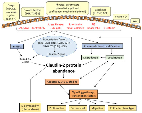 Claudin-2: Roles beyond Permeability Functions