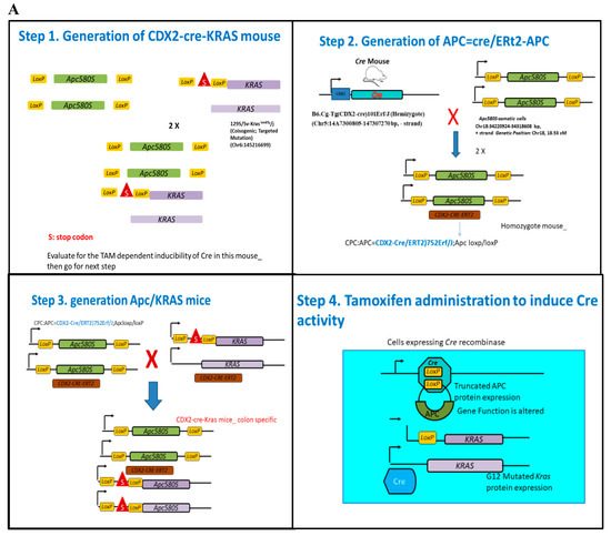 Development and Characterization of a Genetic Mouse Model of KRAS ...
