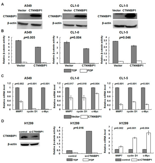 The Alteration of CTNNBIP1 in Lung Cancer