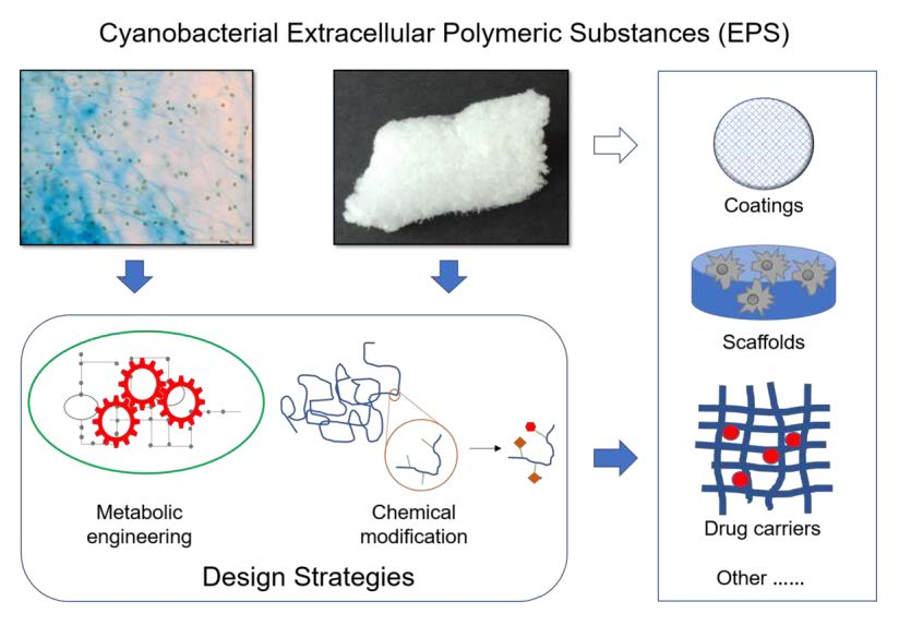 Extracellular Polymeric Substances