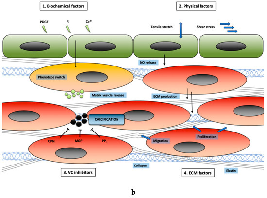 The Role of Vascular Smooth Muscle Cells in Arterial Remodeling: Focus ...