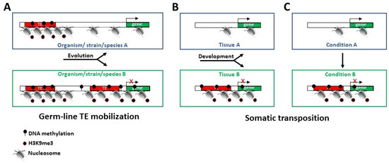 Roles of Transposable Elements in the Different Layers of Gene ...