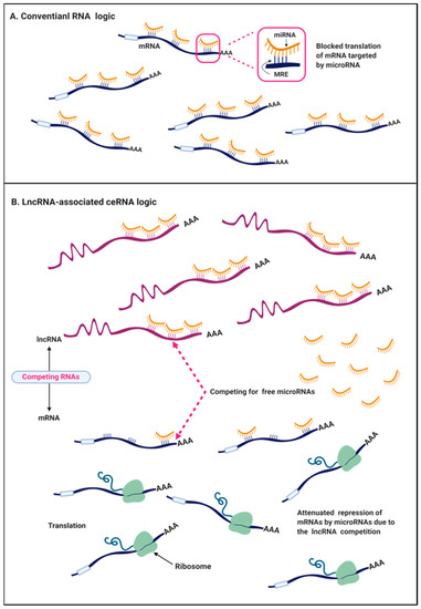 Long Noncoding RNA (lncRNA)-Mediated Competing Endogenous RNA Networks ...