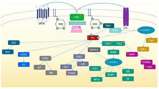 PI3K/mTOR Pathway Inhibition: Opportunities in Oncology and Rare ...