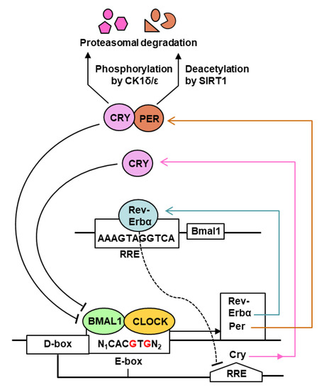Molecular Interactions between Pathogens and the Circadian Clock