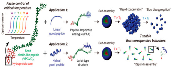 Self-Assembling Peptides and Their Application in the Treatment of Diseases