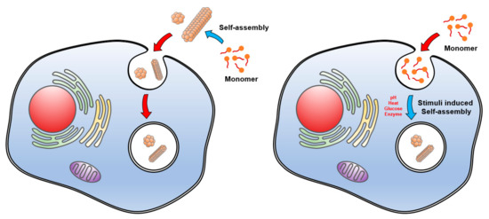 IJMS | Free Full-Text | Self-Assembling Peptides and Their Application ...