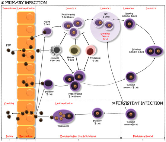 New Viral Facets in Oral Diseases: The EBV Paradox