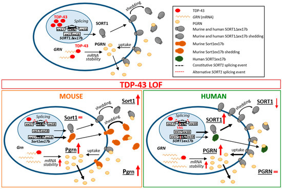 IJMS | Free Full-Text | Inter-Species Differences in Regulation of the ...