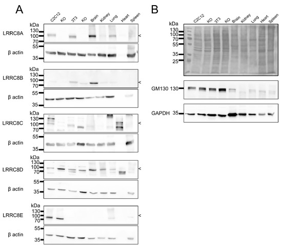 IJMS | Free Full-Text | Absolute Protein Amounts and Relative Abundance ...