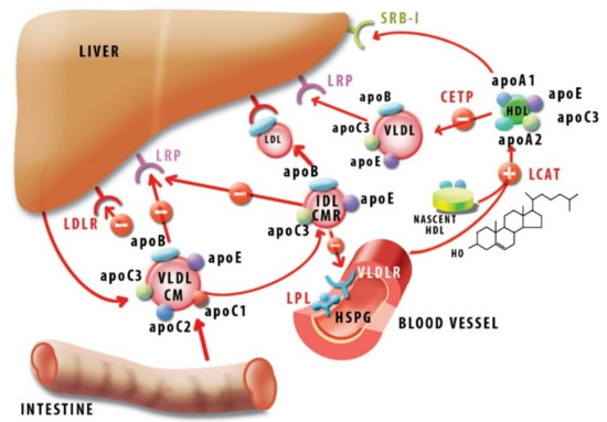 Apolipoprotein C1: Its Pleiotropic Effects in Lipid Metabolism and Beyond