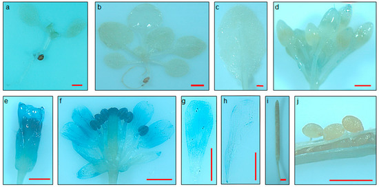 Identification of Flower-Specific Promoters through Comparative ...