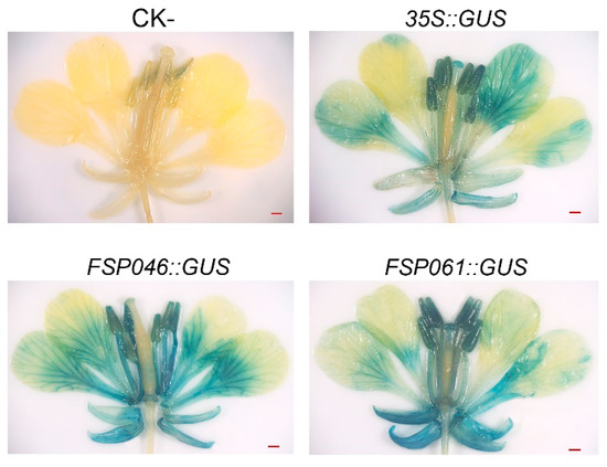 Identification of Flower-Specific Promoters through Comparative ...