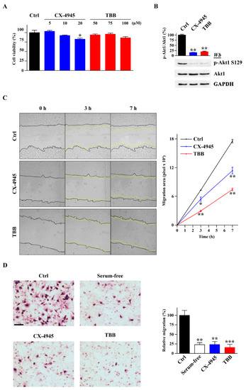 Protein Kinase CK2 Subunits Differentially Perturb the Adhesion and ...