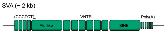 The Role of SINE-VNTR-Alu (SVA) Retrotransposons in Shaping the Human ...
