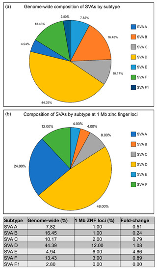 The Role of SINE-VNTR-Alu (SVA) Retrotransposons in Shaping the Human ...