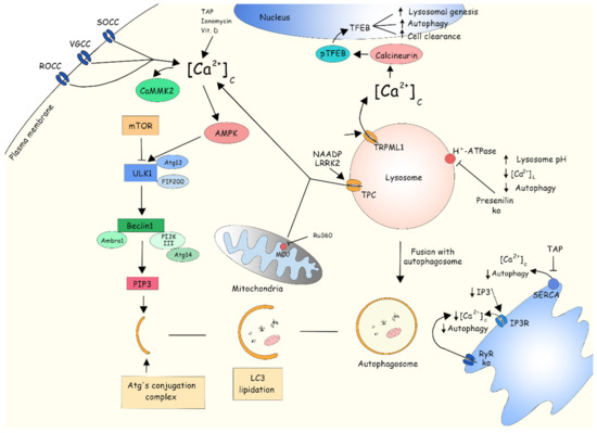 The Interplay between Ca2+ Signaling Pathways and Neurodegeneration