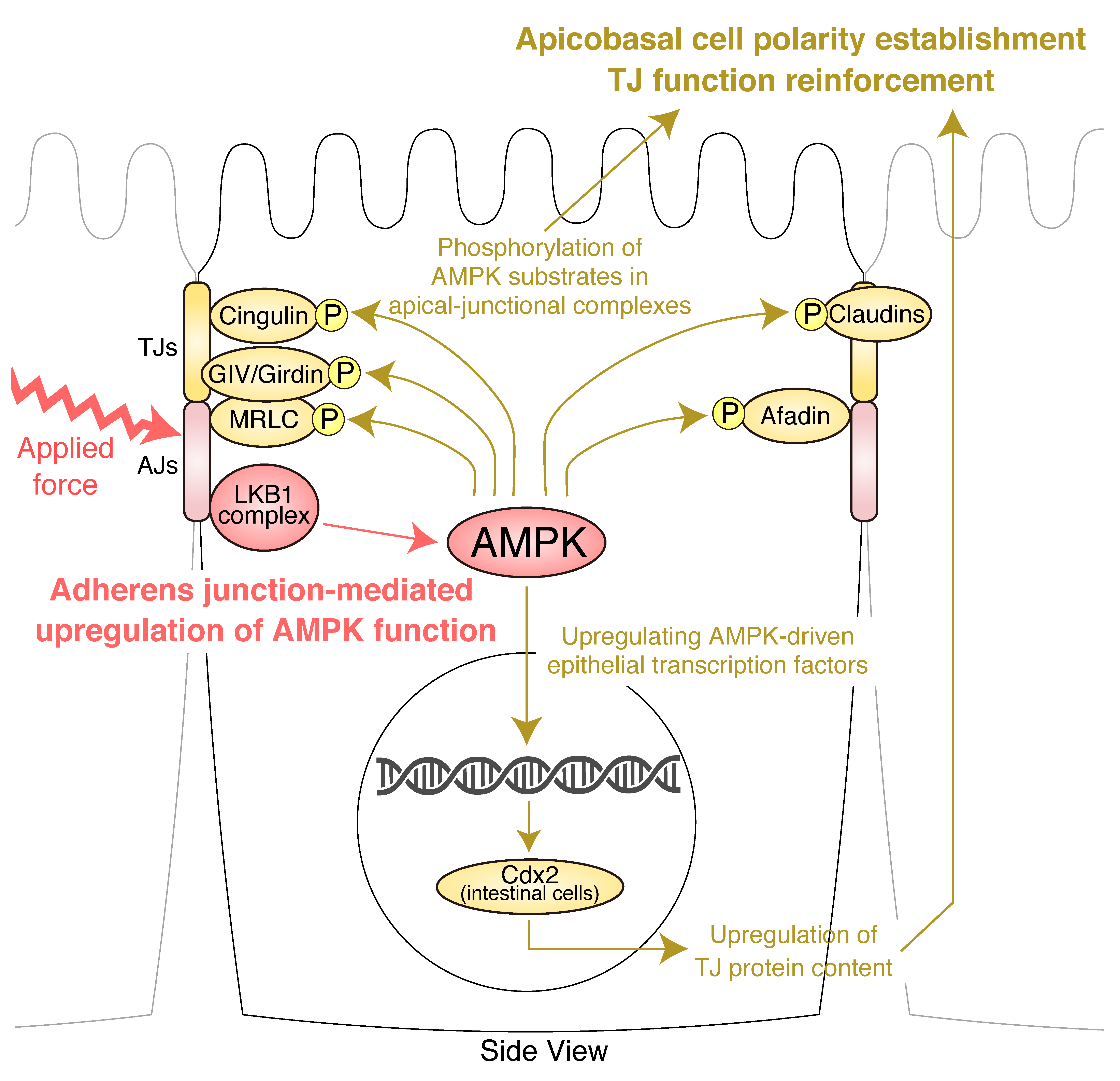 IJMS | Free Full-Text | Reciprocal Association between the Apical ...