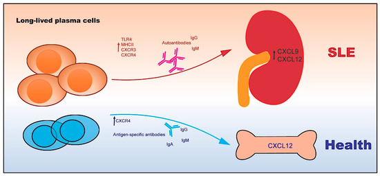 Multiple Functions of B Cells in the Pathogenesis of Systemic Lupus ...