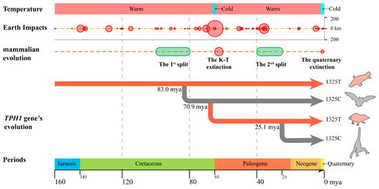 An Ancient Mutation in the TPH1 Gene is Consistent with the Changes in ...