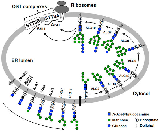 Oligosaccharyltransferase: A Gatekeeper of Health and Tumor Progression