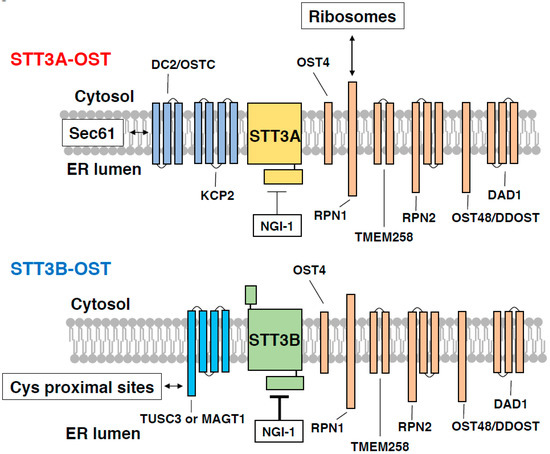 Oligosaccharyltransferase: A Gatekeeper of Health and Tumor Progression