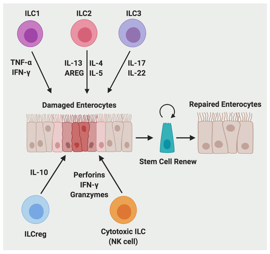 IJMS | Free Full-Text | The Role of Immune Cells and Cytokines in ...