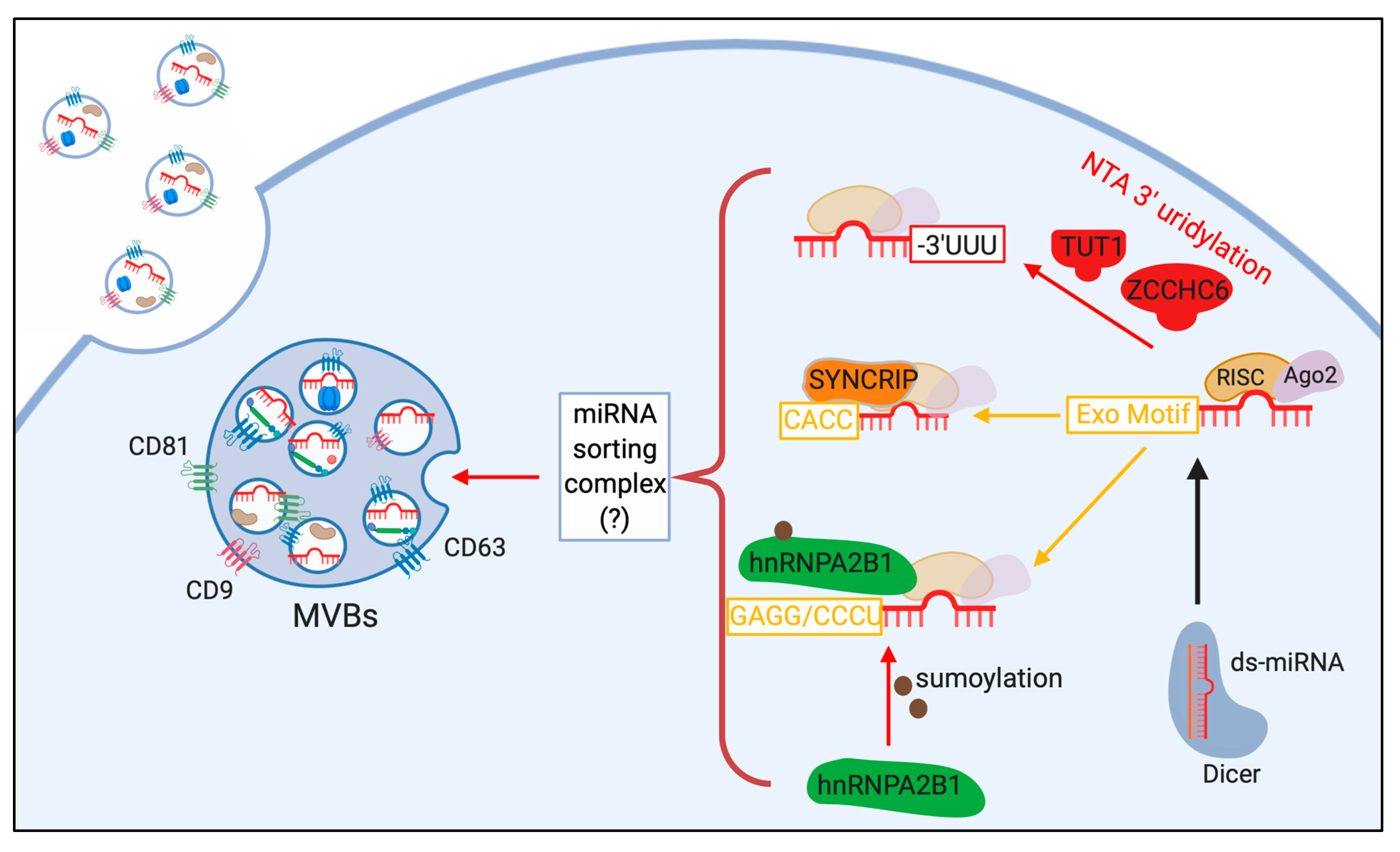 Ijms Free Full Text Cancer Derived Extracellular Vesicle Associated
