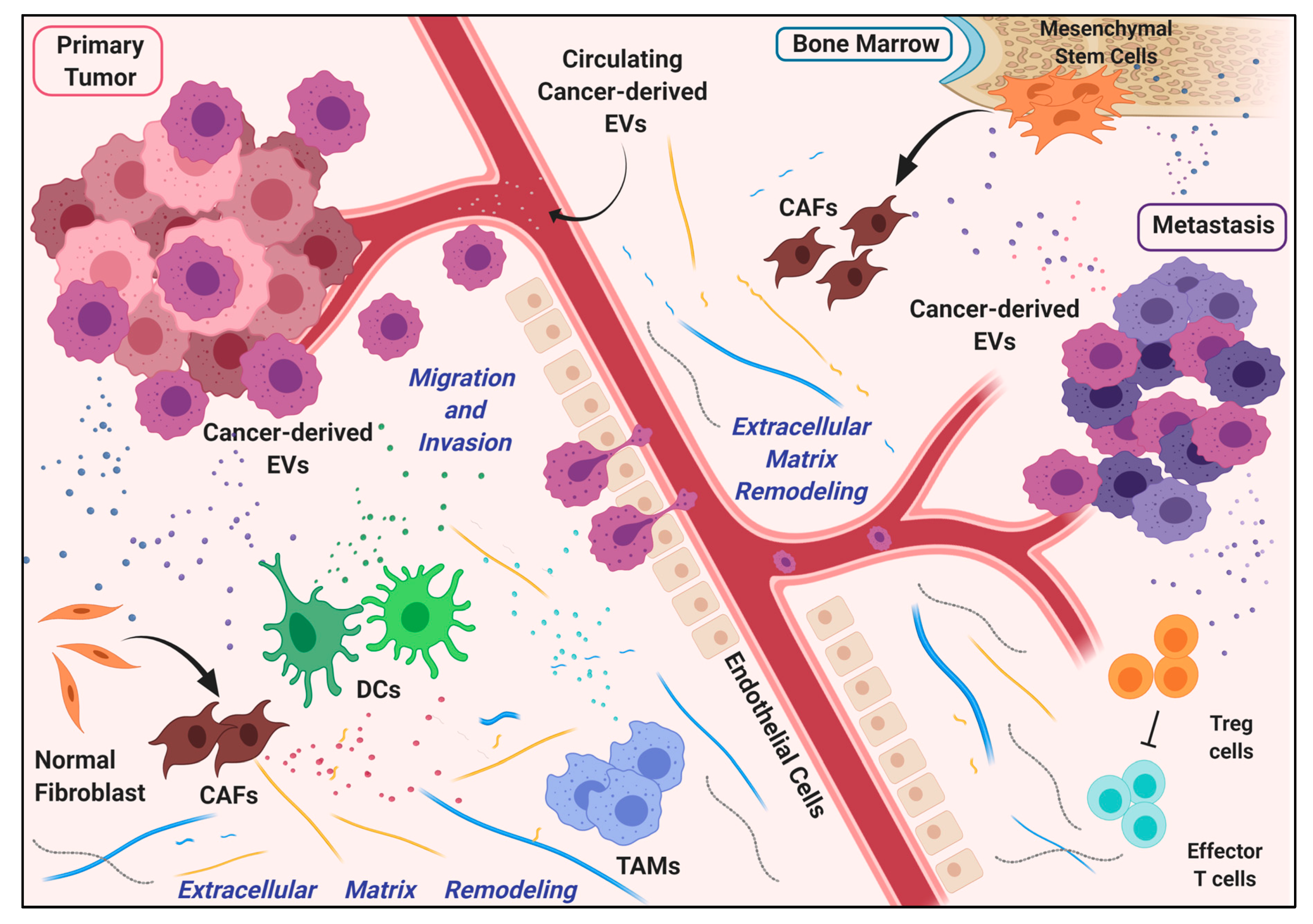 Ijms Free Full Text Cancer Derived Extracellular Vesicle Associated