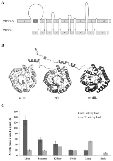 More Than One HMG-CoA Lyase: The Classical Mitochondrial Enzyme Plus ...