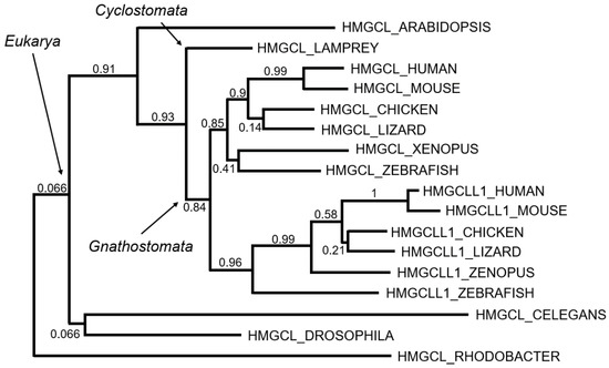 More Than One HMG-CoA Lyase: The Classical Mitochondrial Enzyme Plus ...