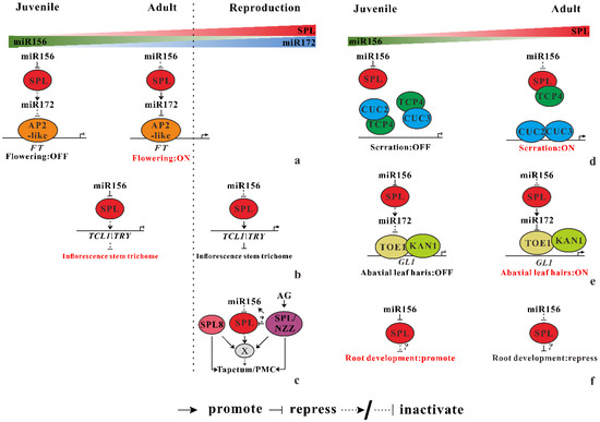 A Regulatory Network for miR156-SPL Module in Arabidopsis thaliana