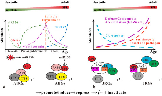 A Regulatory Network for miR156-SPL Module in Arabidopsis thaliana