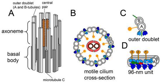 Role of the Novel Hsp90 Co-Chaperones in Dynein Arms’ Preassembly