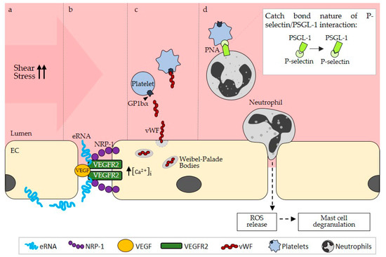 The Extraordinary Role of Extracellular RNA in Arteriogenesis, the ...